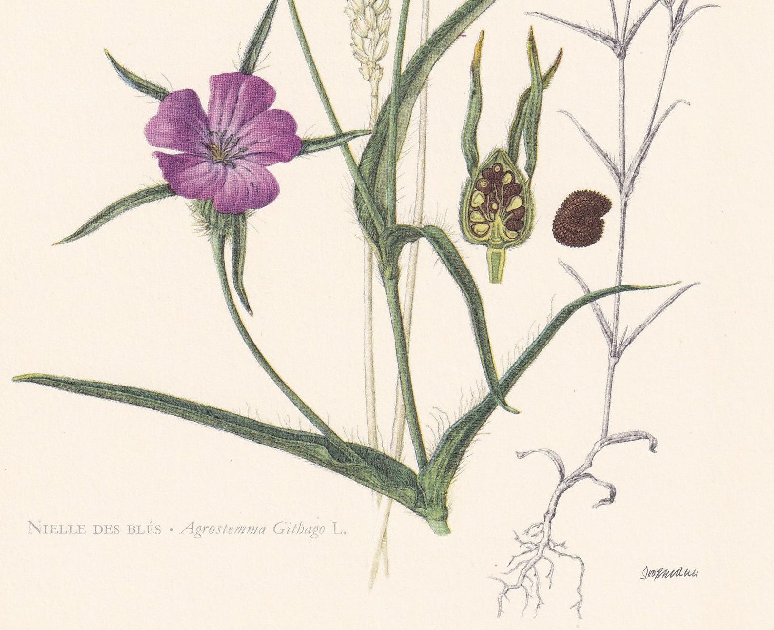 1960 CORN COCKLE Flower Print - Botanical Print - Botanical ...