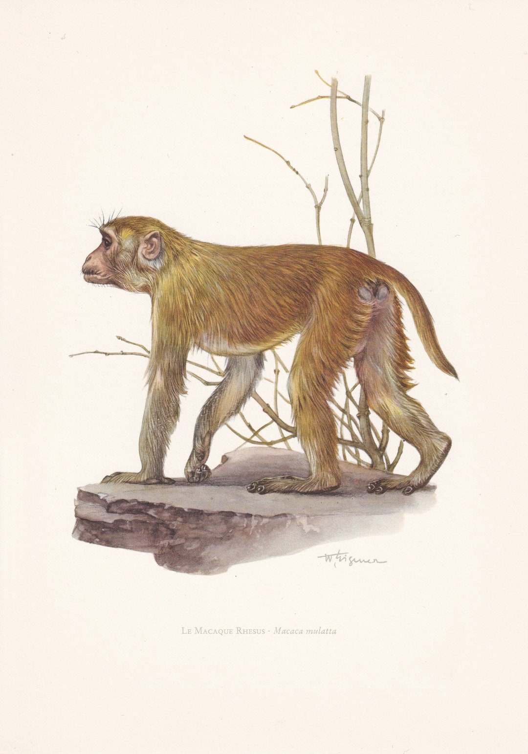 1960 RHESUS MACAQUE Print - Vintage Animal Print - Animal Illustration ...