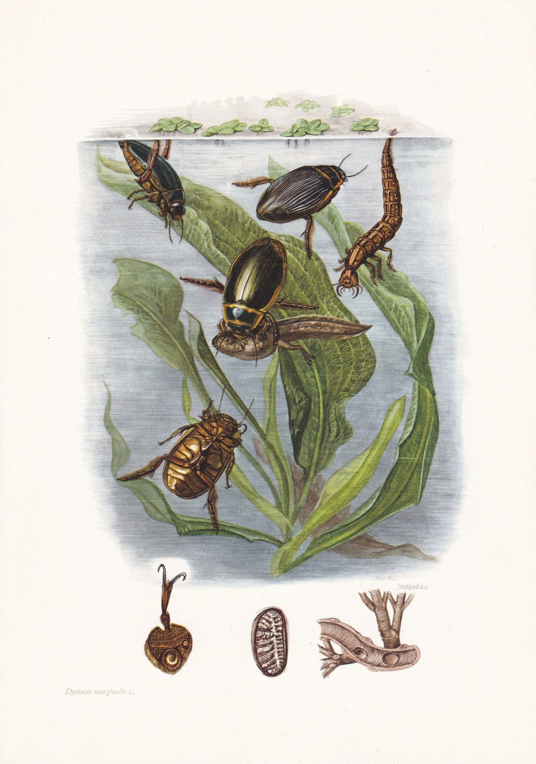 1960 GREAT DIVING BEETLE Print - Vintage Insect Print - Bugs ...