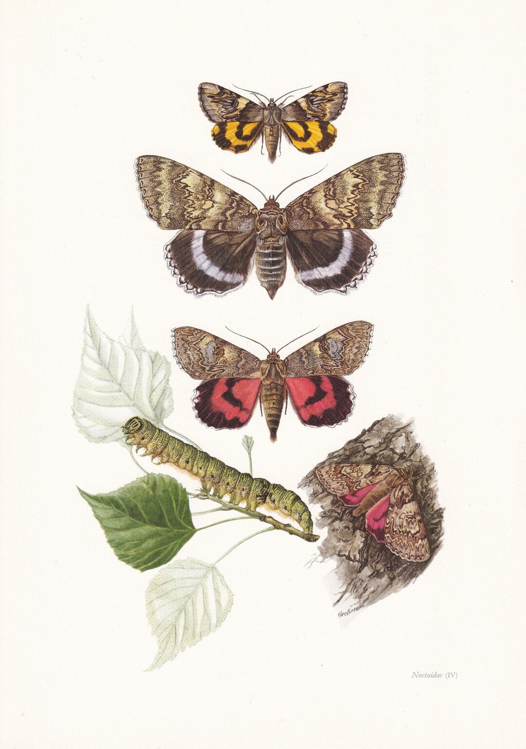 1960 UNDERWING MOTH Print - Vintage Insect Print - Blue Underwing, Red ...
