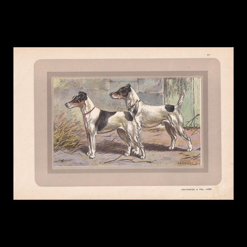 1931 FOX TERRIER Print - Original Antique Hunting Dog Print - Dog Wall ...