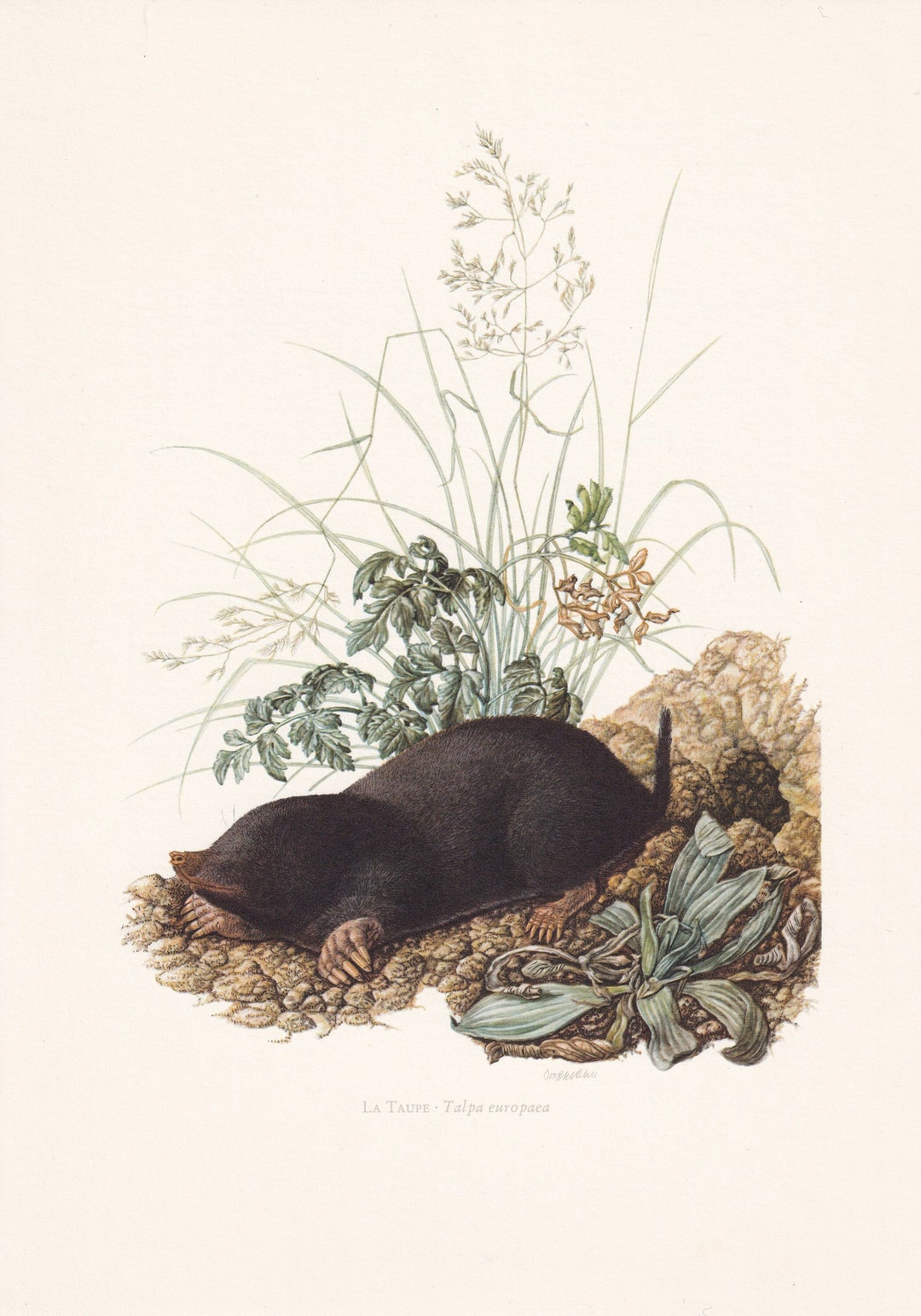 1960 EUROPEAN MOLE Print - Vintage Animal Print - Animal Illustration ...