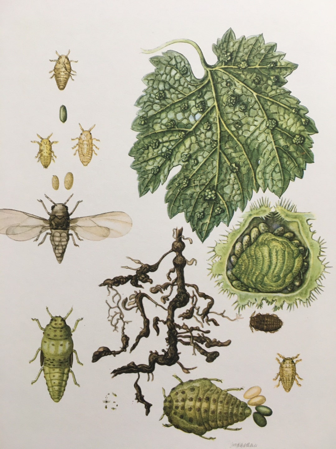 1960 GRAPE PHYLLOXERA Print Vintage Insect Print Bugs - Etsy