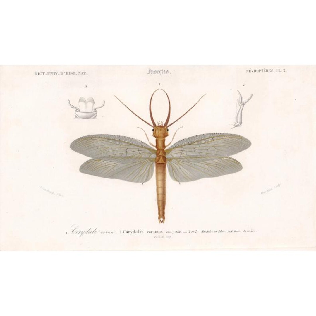1861 DOBSONFLY Print - Hand-coloured Antique Print - Orbigny - Insect ...