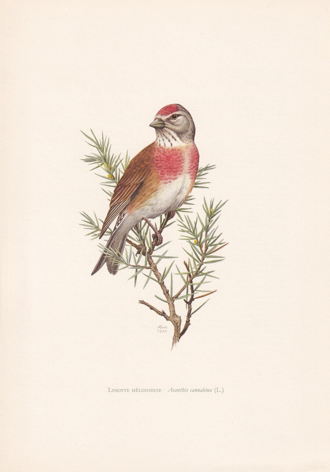1960 COMMON LINNET Bird Print - Vintage Bird Print - Bird Illustration ...