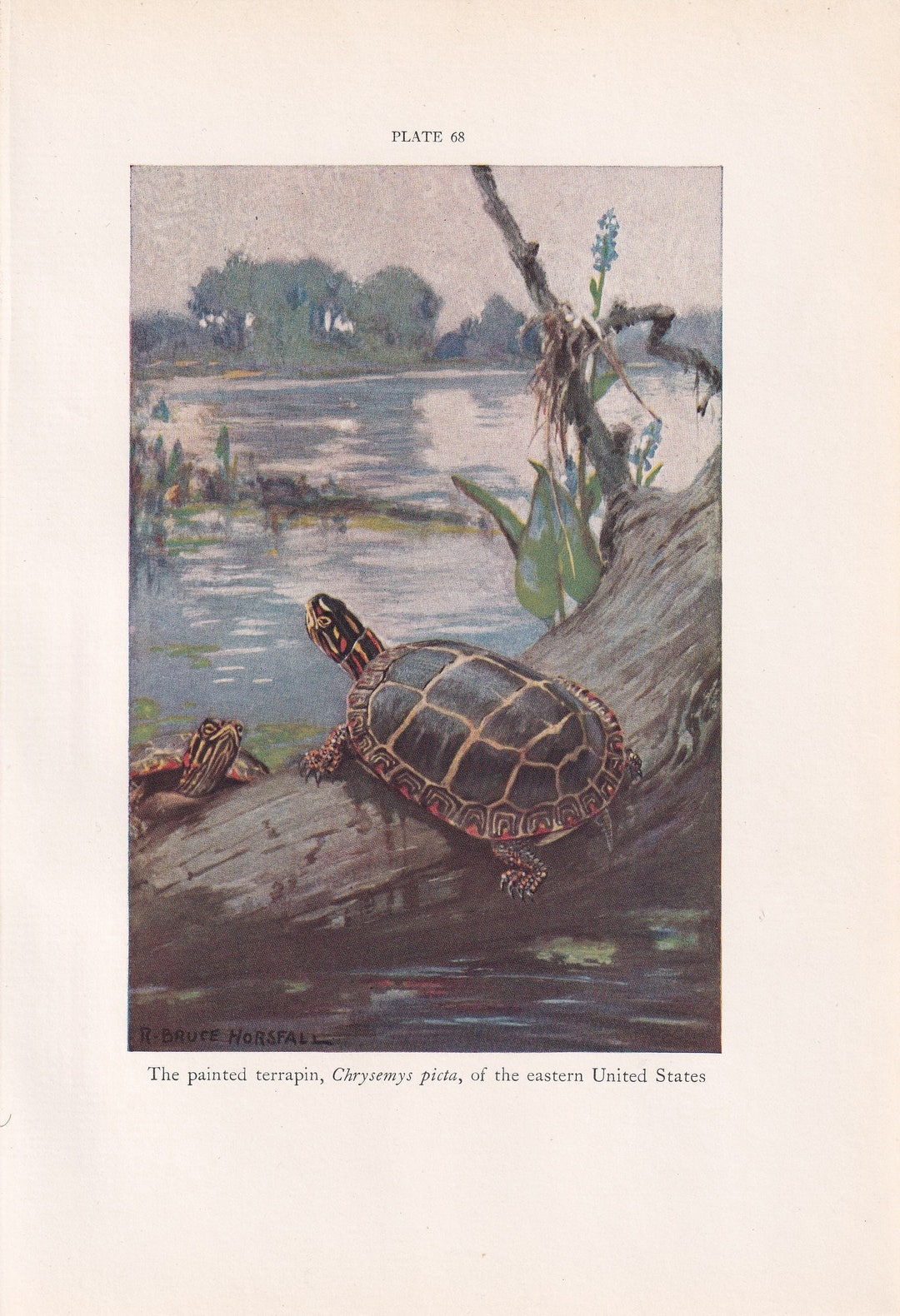 1934 PAINTED TERRAPIN Print - Original Vintage Print - Turtle Wall Art ...