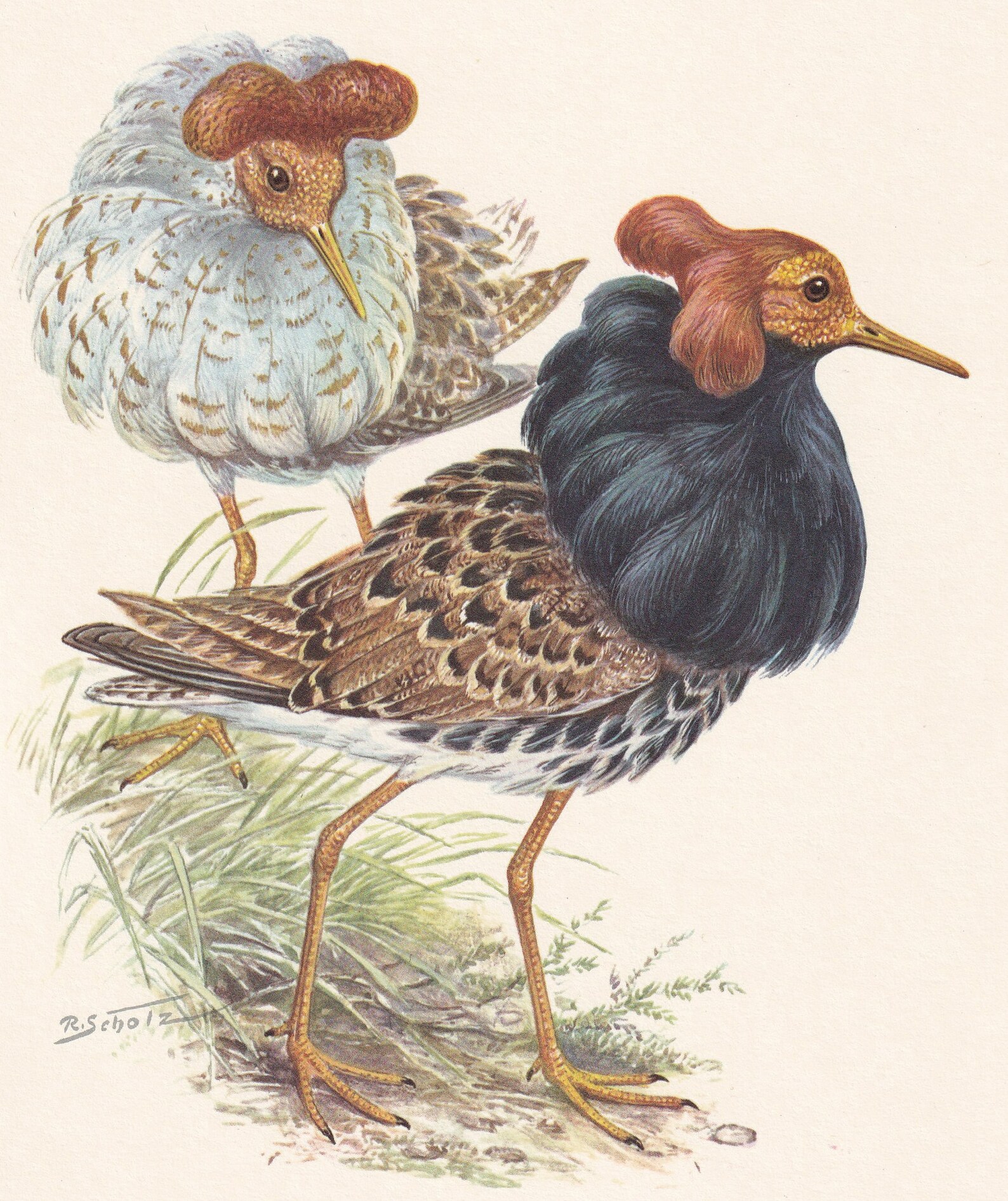 1960 RUFF Bird Print - Vintage Bird Print - Bird Illustration - Bird ...