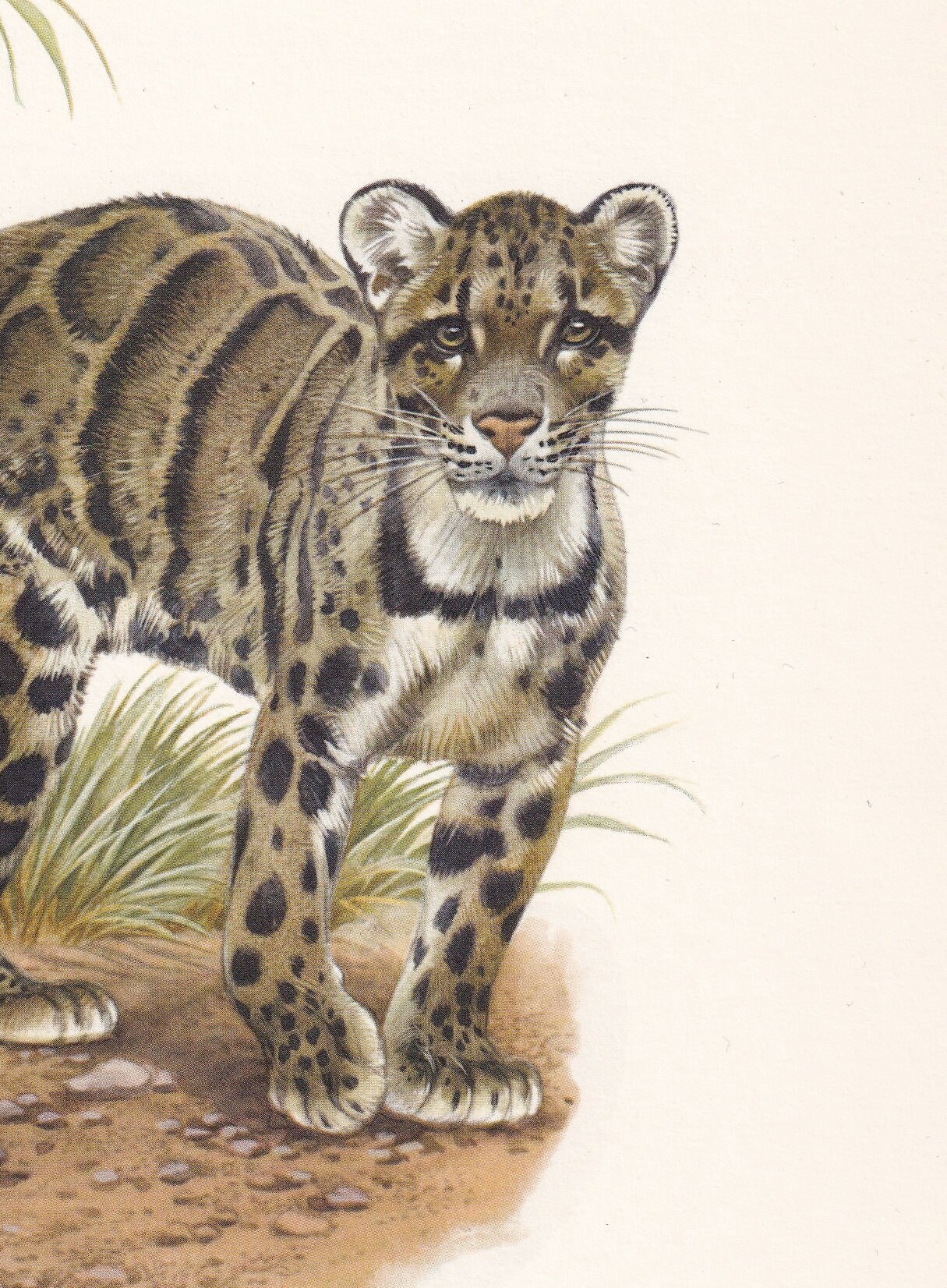 1960 CLOUDED LEOPARD Print - Vintage Animal Print - Animal Illustration ...