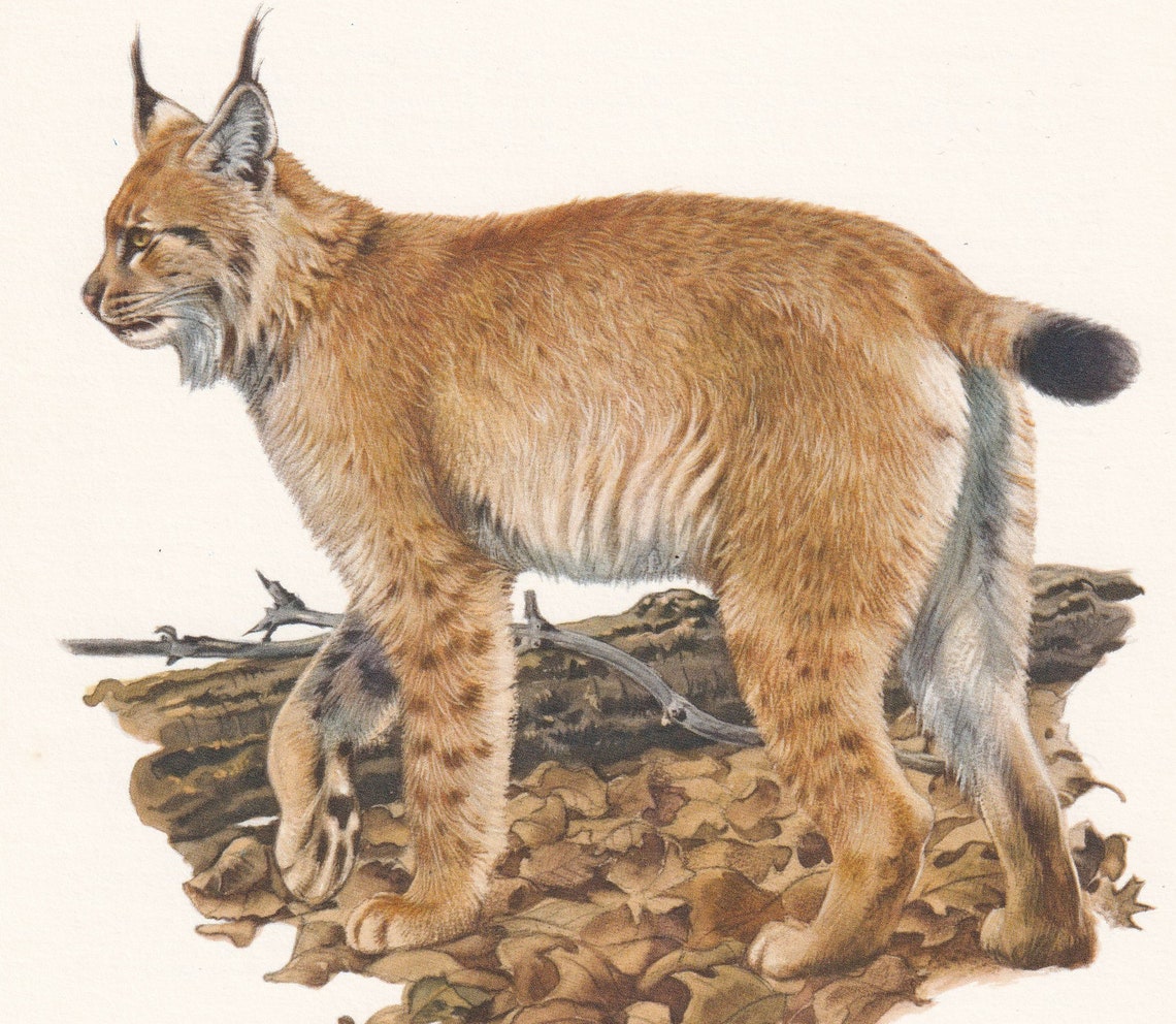 1960 EURASIAN LYNX Print - Vintage Animal Print - Animal Illustration ...