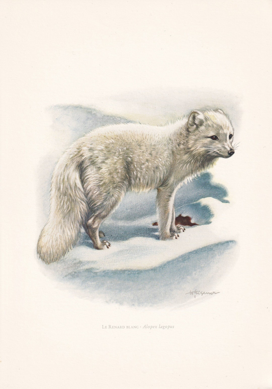 1960 ARCTIC FOX Print - Vintage Animal Print - Animal Illustration ...
