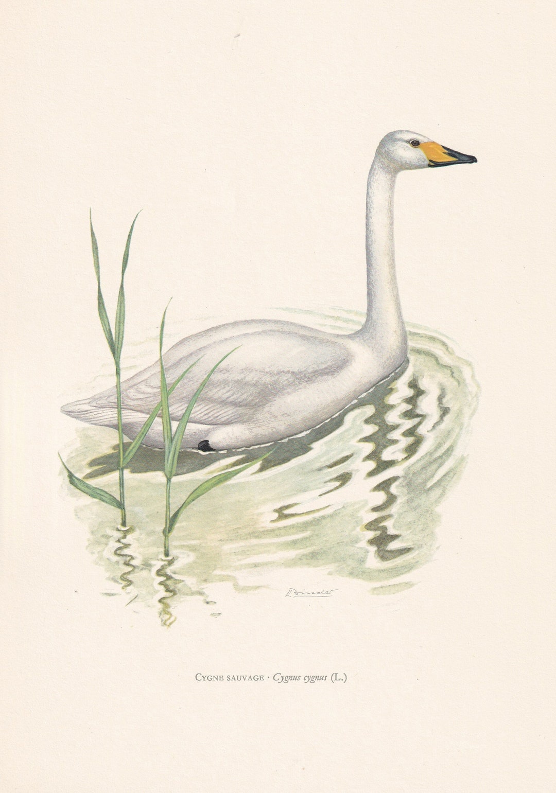 1960 WHOOPER SWAN Bird Print - Vintage Bird Print - Bird Illustration ...