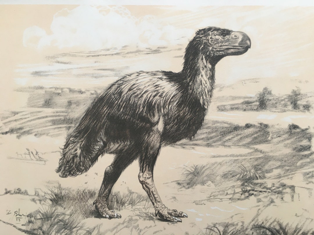 1960 GASTORNIS DIATRYMA Print Prehistoric Animals Print - Etsy