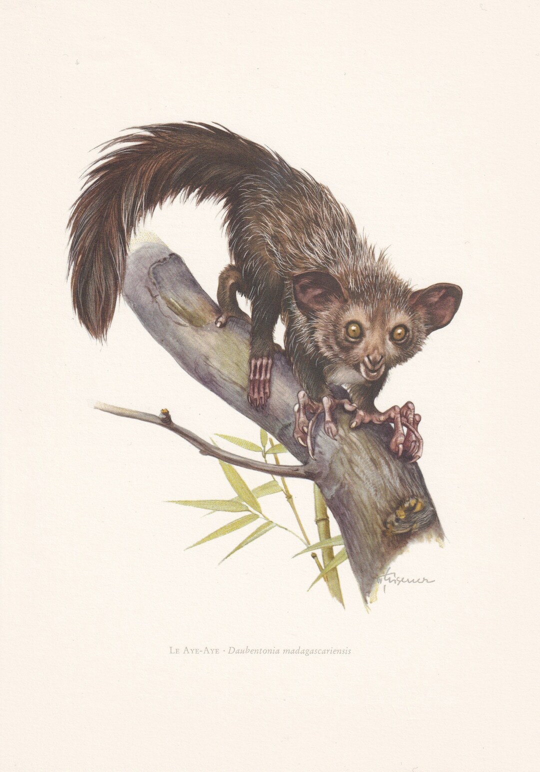 1960 AYE-AYE LEMUR Print - Vintage Animal Print - Animal Illustration ...