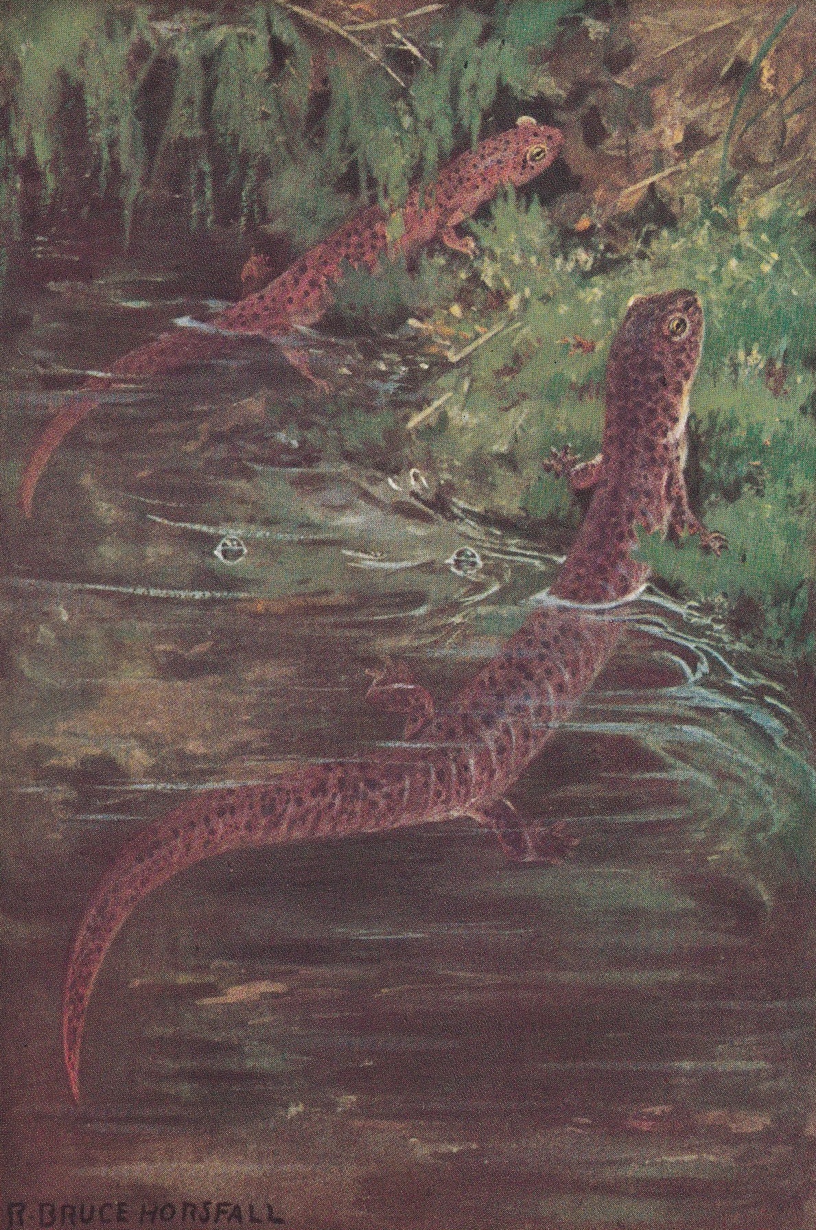 1934 SALAMANDER Print - Original Vintage Print - Salamander Wall Art ...
