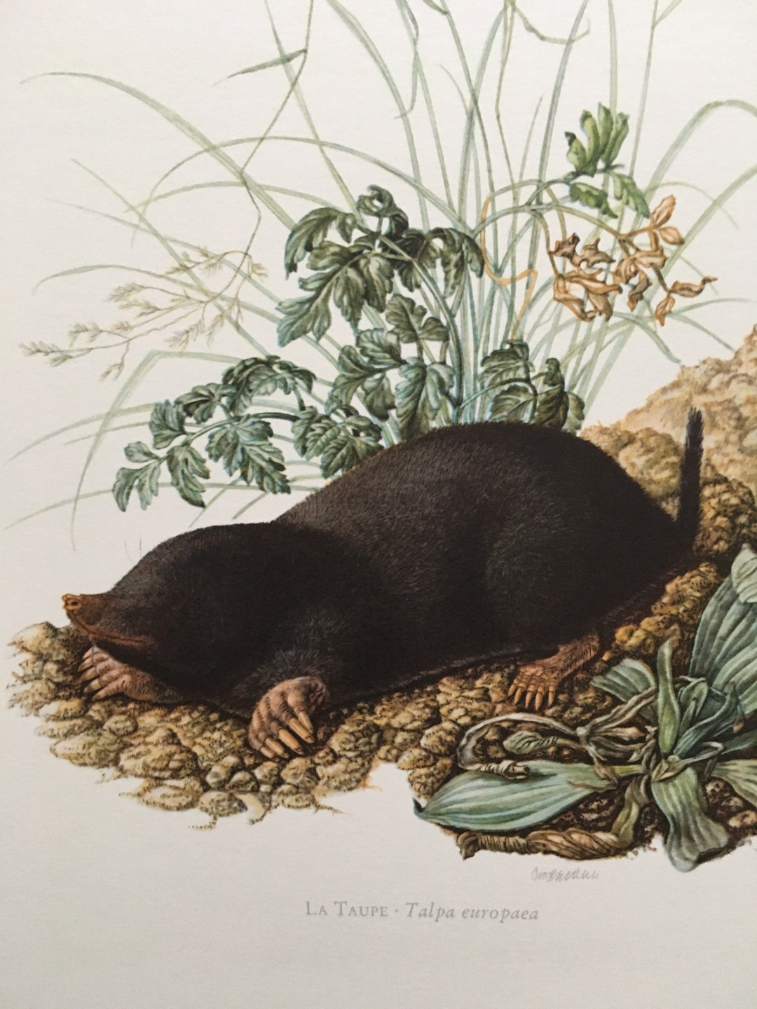 1960 EUROPEAN MOLE Print Vintage Zoology Print Wildlife Illustration ...
