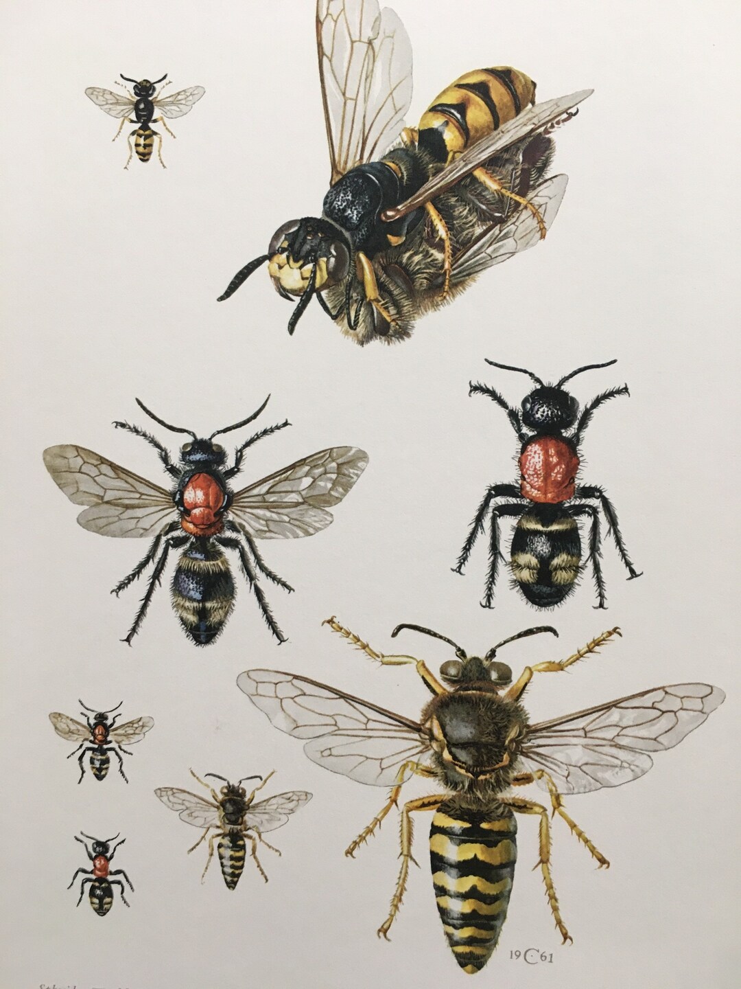 1960 BEEWOLF WASP Print Sand Wasp Velvet Ant Wasp Bugs - Etsy