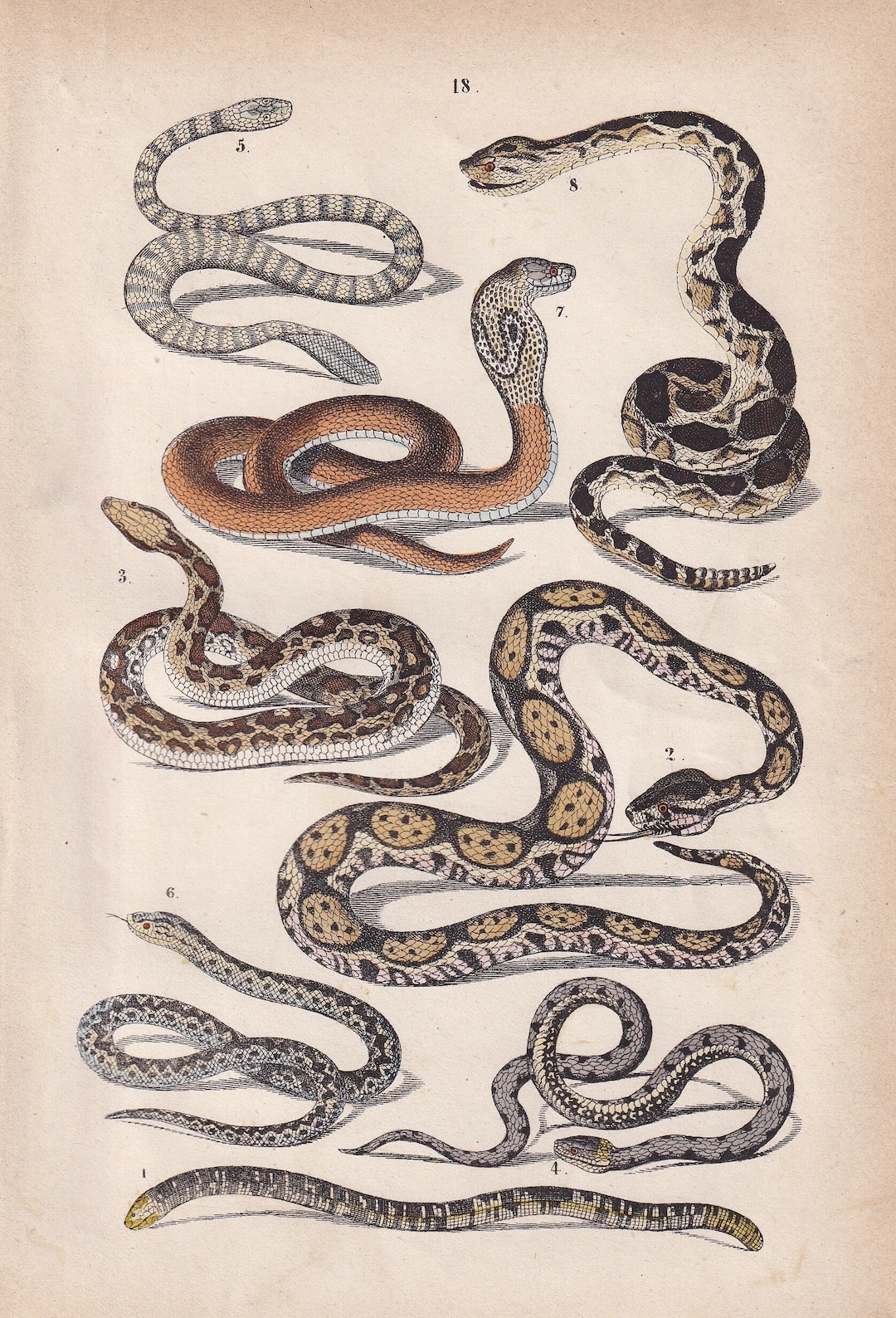 1871 SNAKES: PYTHON, COBRA, Boa Constrictor, European Viper ...