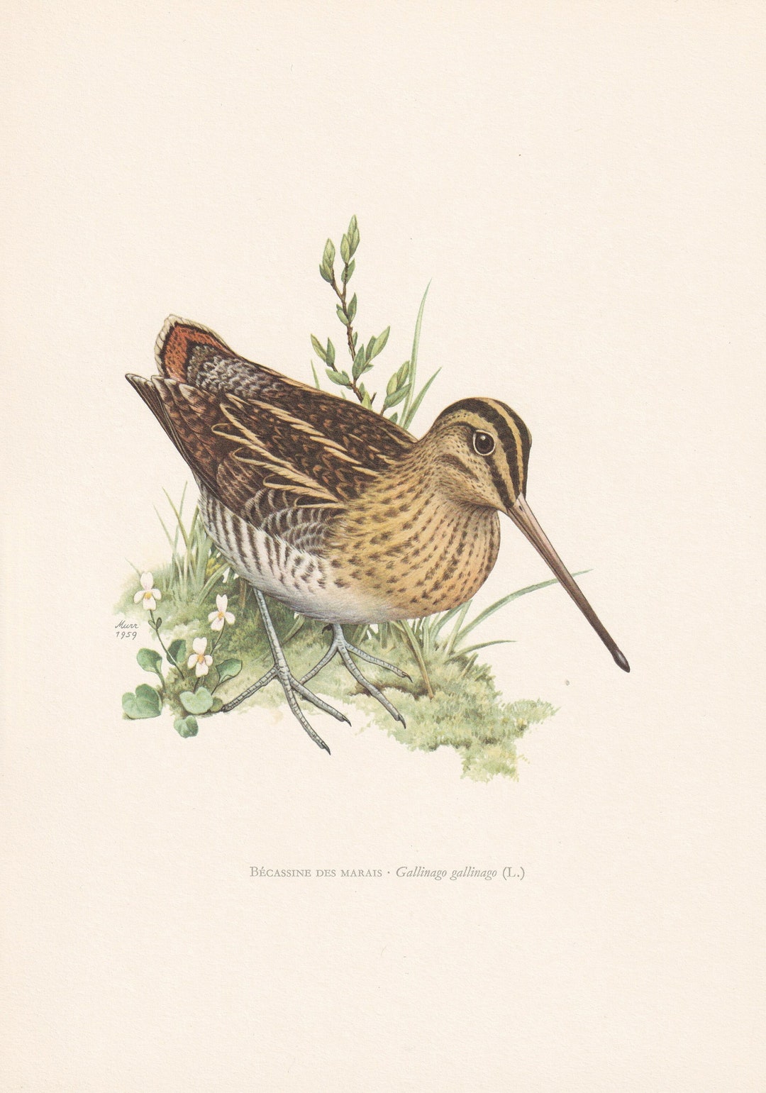 1960 COMMON SNIPE Bird Print - Vintage Bird Print - Bird Illustration ...
