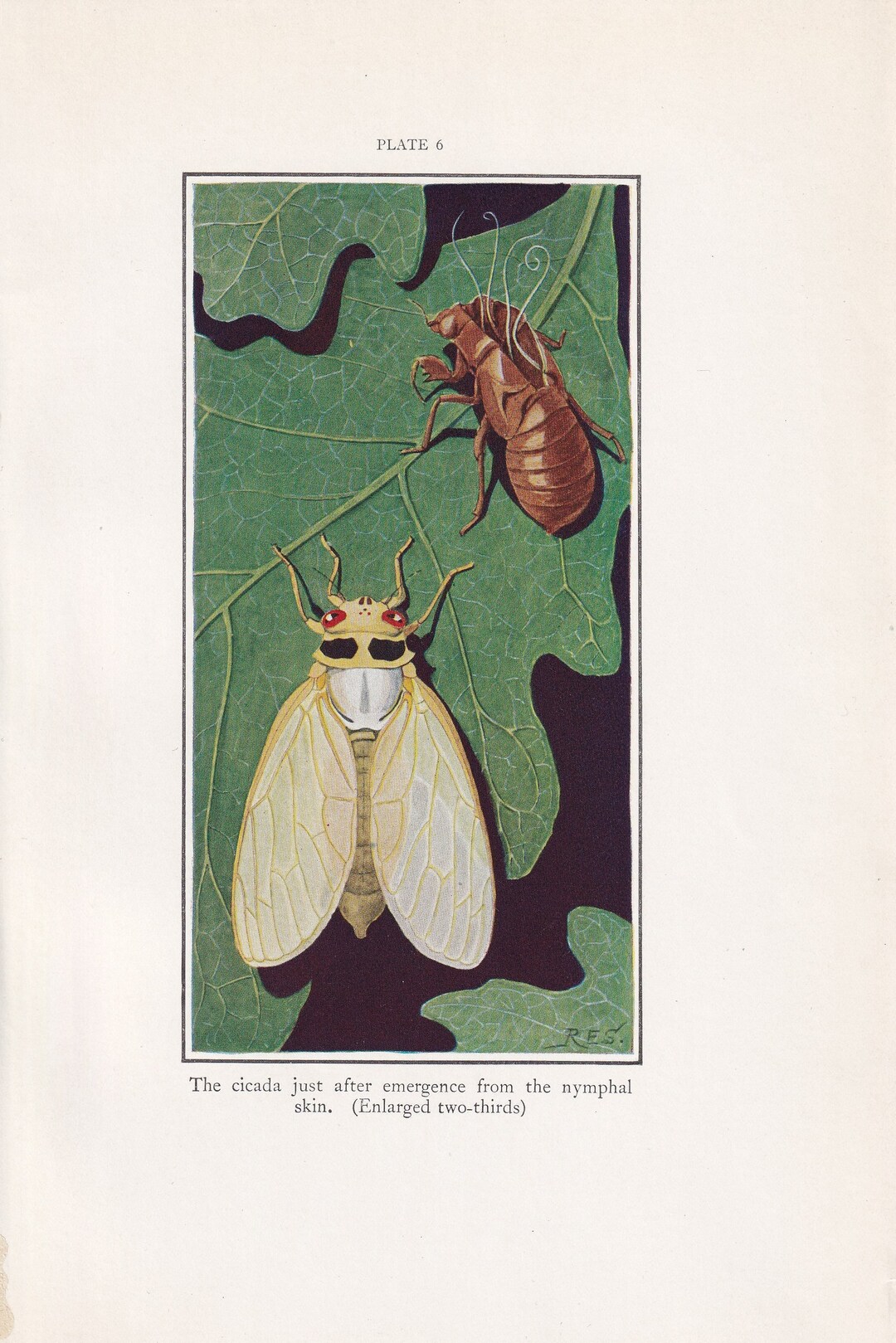 1934 CICADA Print - Original Vintage Print - Insect Wall Art - Insect ...