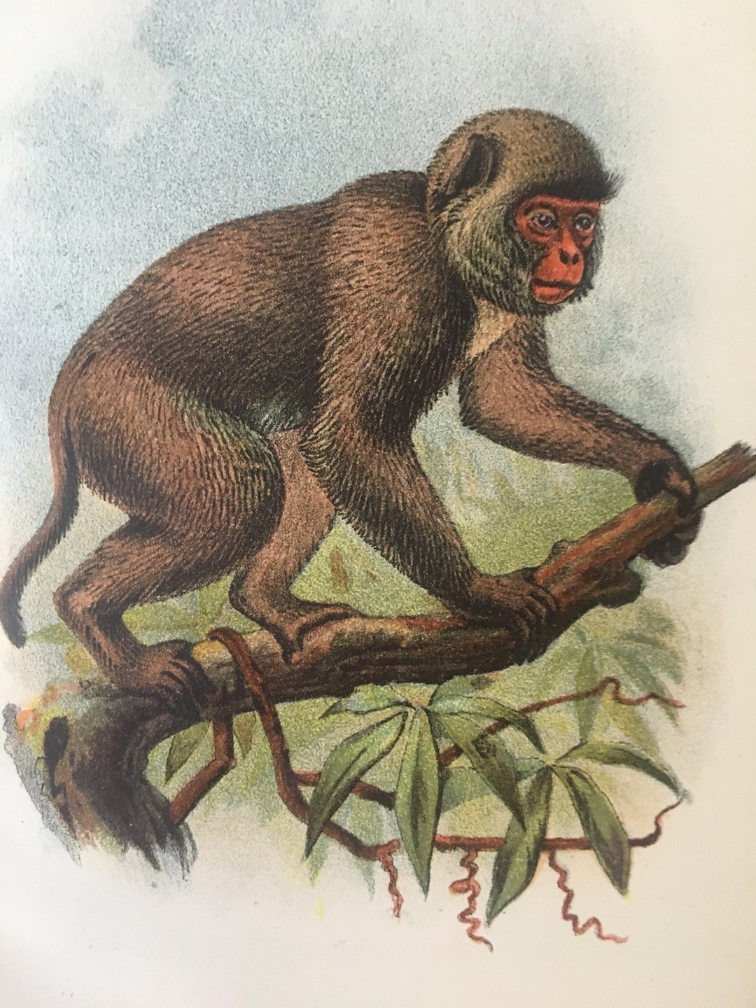 1896 ST JOHN'S MACAQUE Print - Monkeys and Apes Print - Primates Print ...