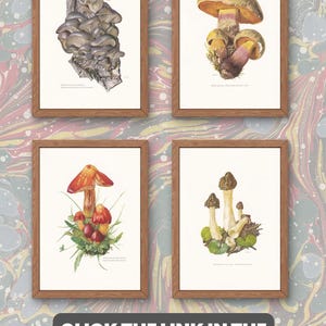 1960s DEADLY FIBRECAP MUSHROOM Print - Mushroom Wall Art - Cottagecore ...