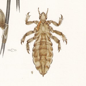 1960 HEAD LICE & Body Lice Print - Vintage Insect Print - Bugs ...