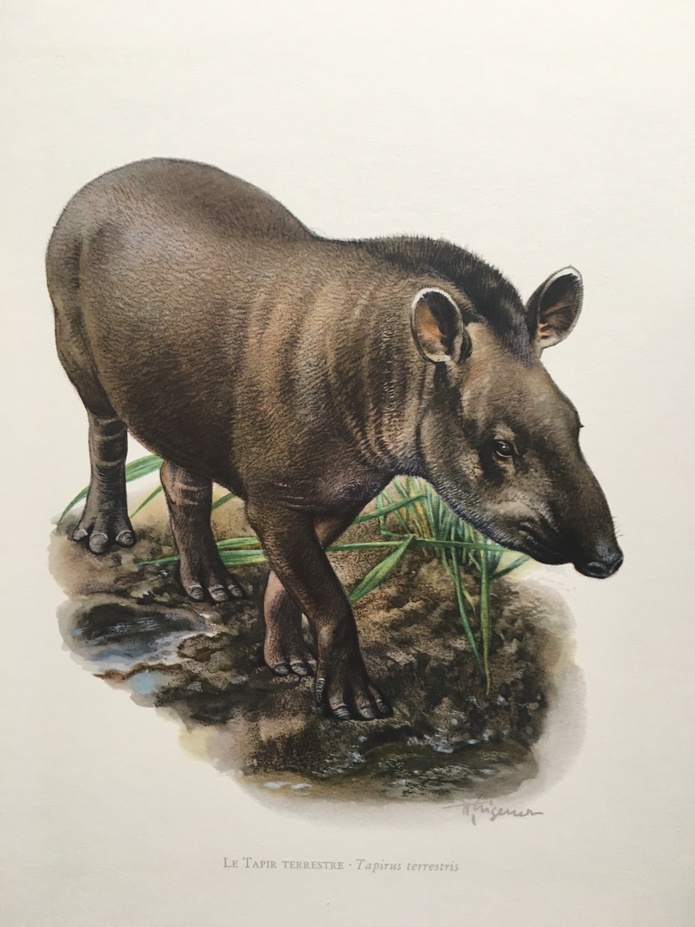Tapir Drawing