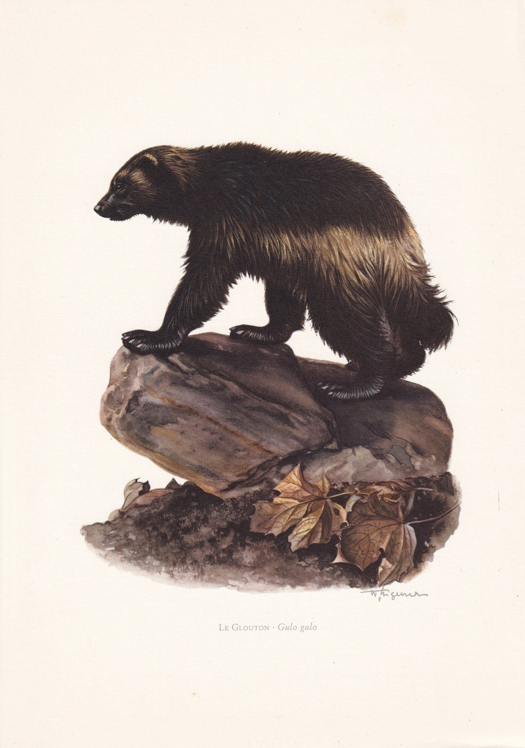 1960 WOLVERINE Print - Vintage Animal Print - Animal Illustration ...