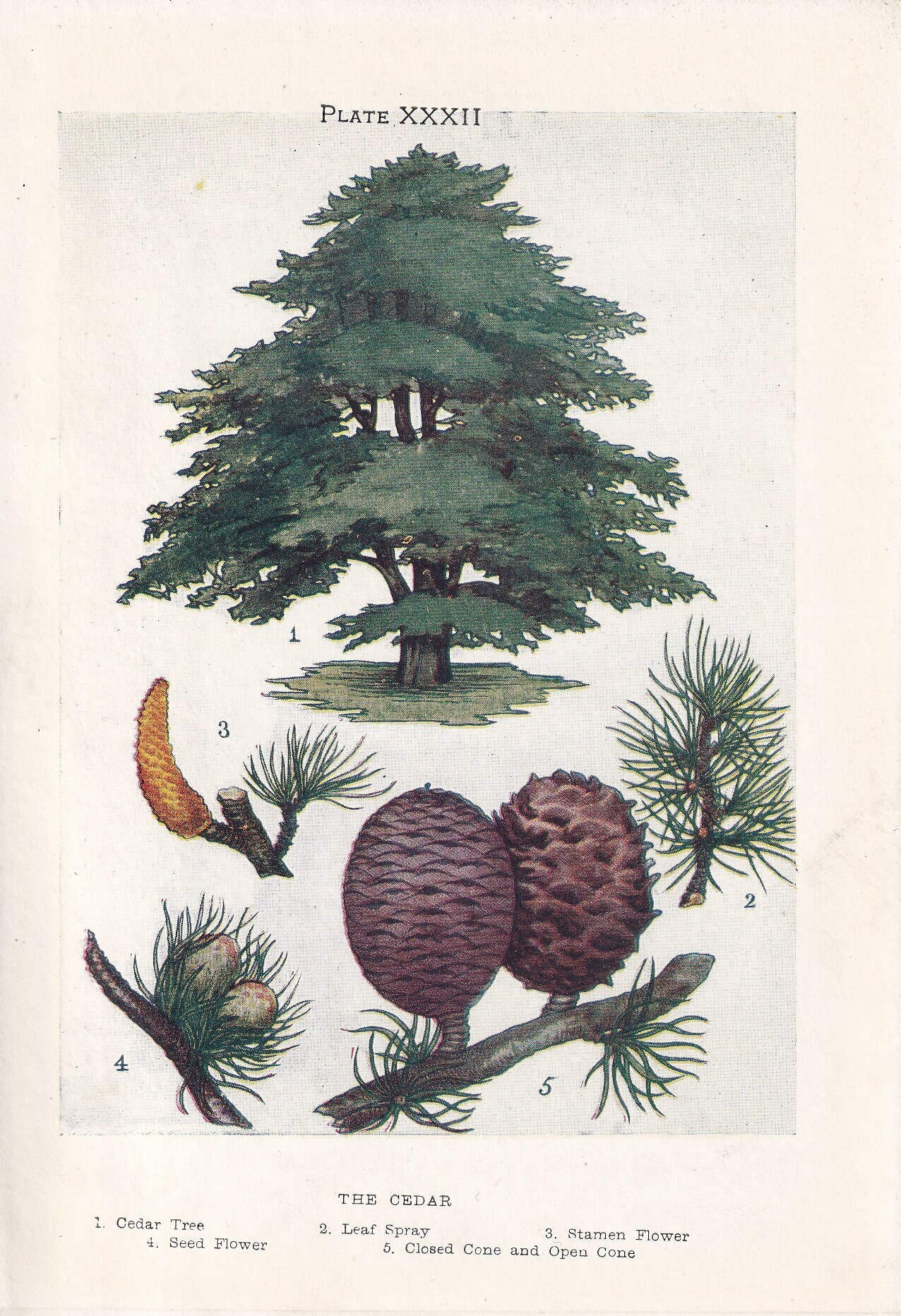 1910 CEDAR TREE Print - Original Antique Tree Print - Tree Wall Art ...