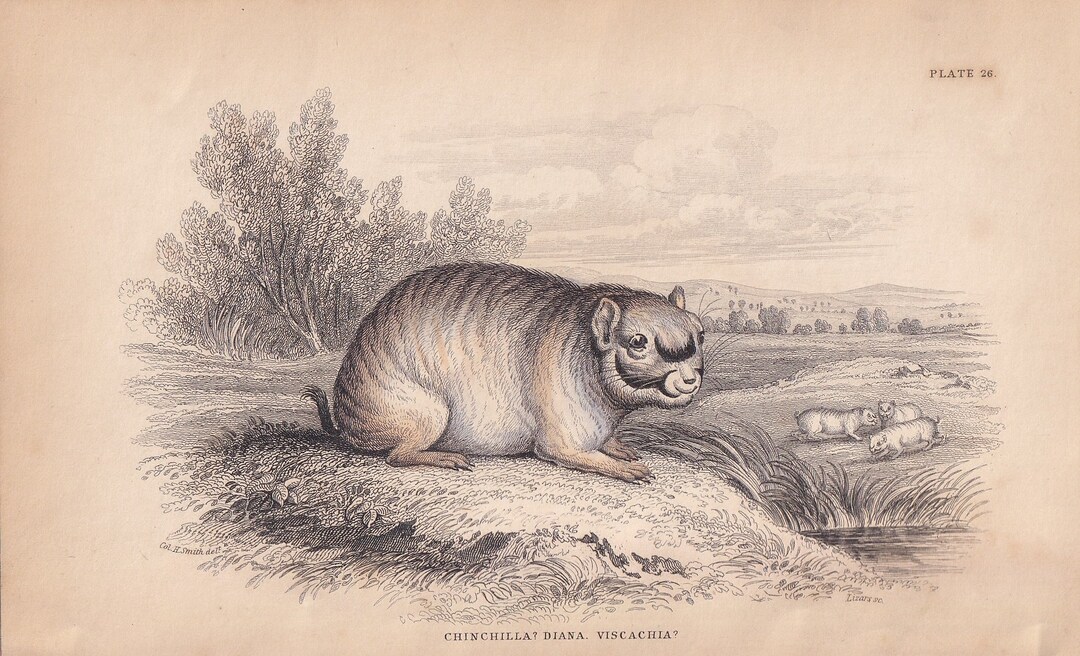1843 CHINCHILLA Print - Chinchilla Wall Art - Original Antique ...