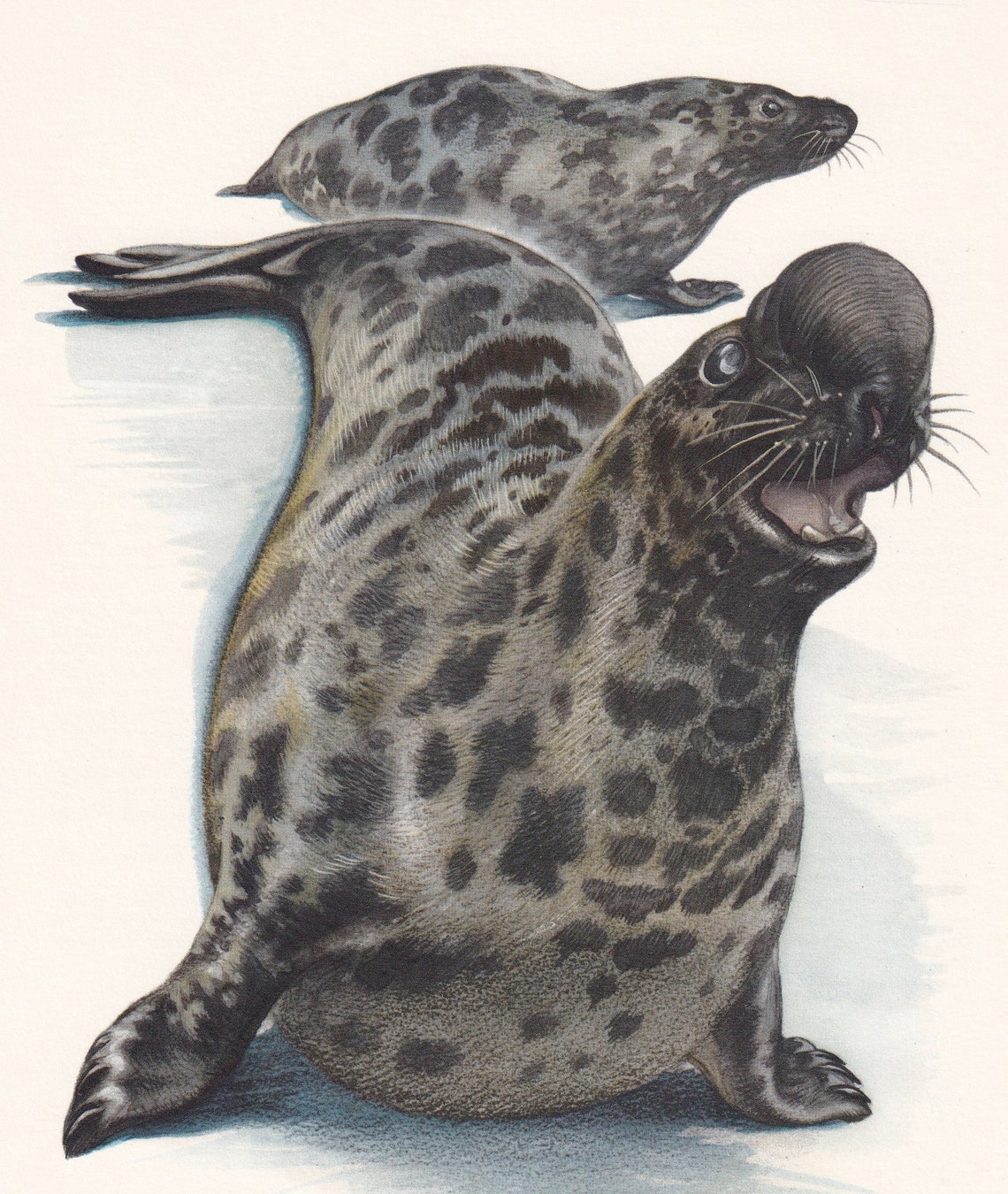 1960 HOODED SEAL Print - Vintage Animal Print - Animal Illustration ...
