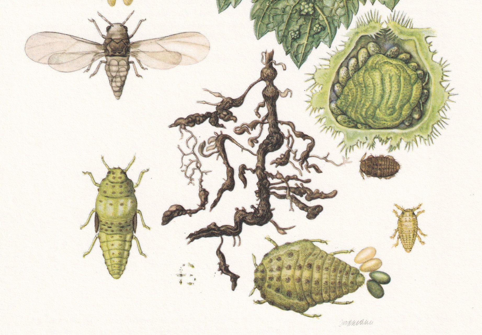 1960 GRAPE WINE LOUSE Print - Vintage Insect Print - Bugs Illustration ...