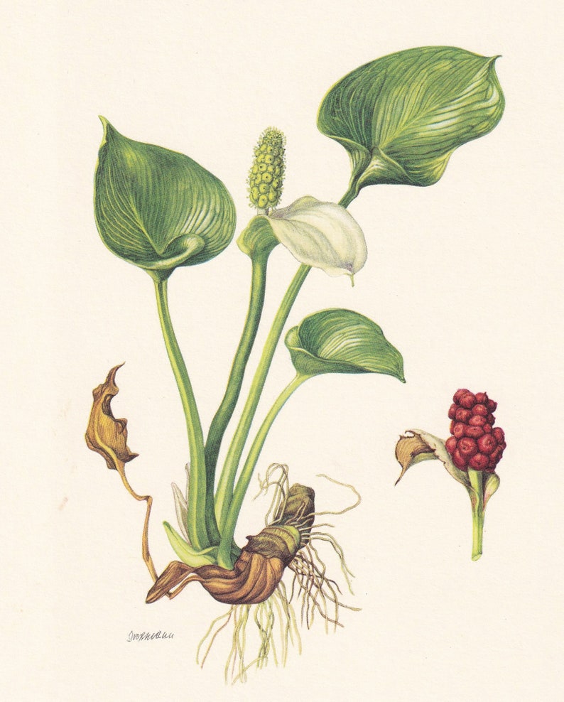 1960 BOG ARUM Print - Botanical Print - Flower Print - Flower Wall Art ...