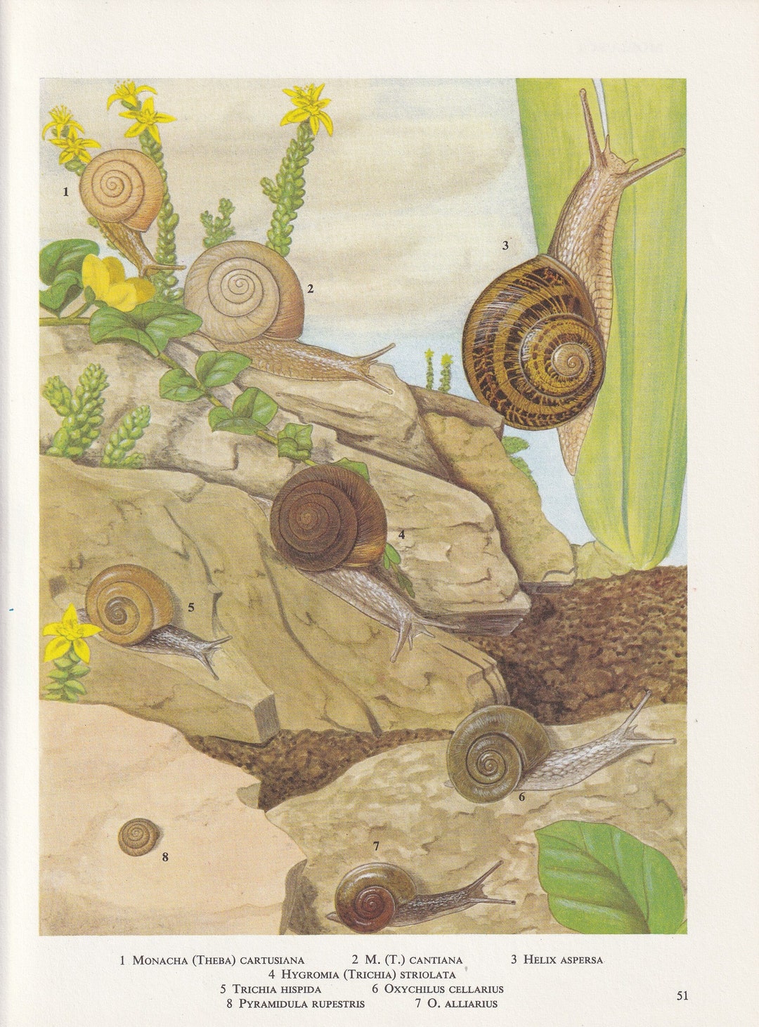 1971 GARDEN SNAILS Print - Original Vintage Mollusc Print - Snail Wall ...