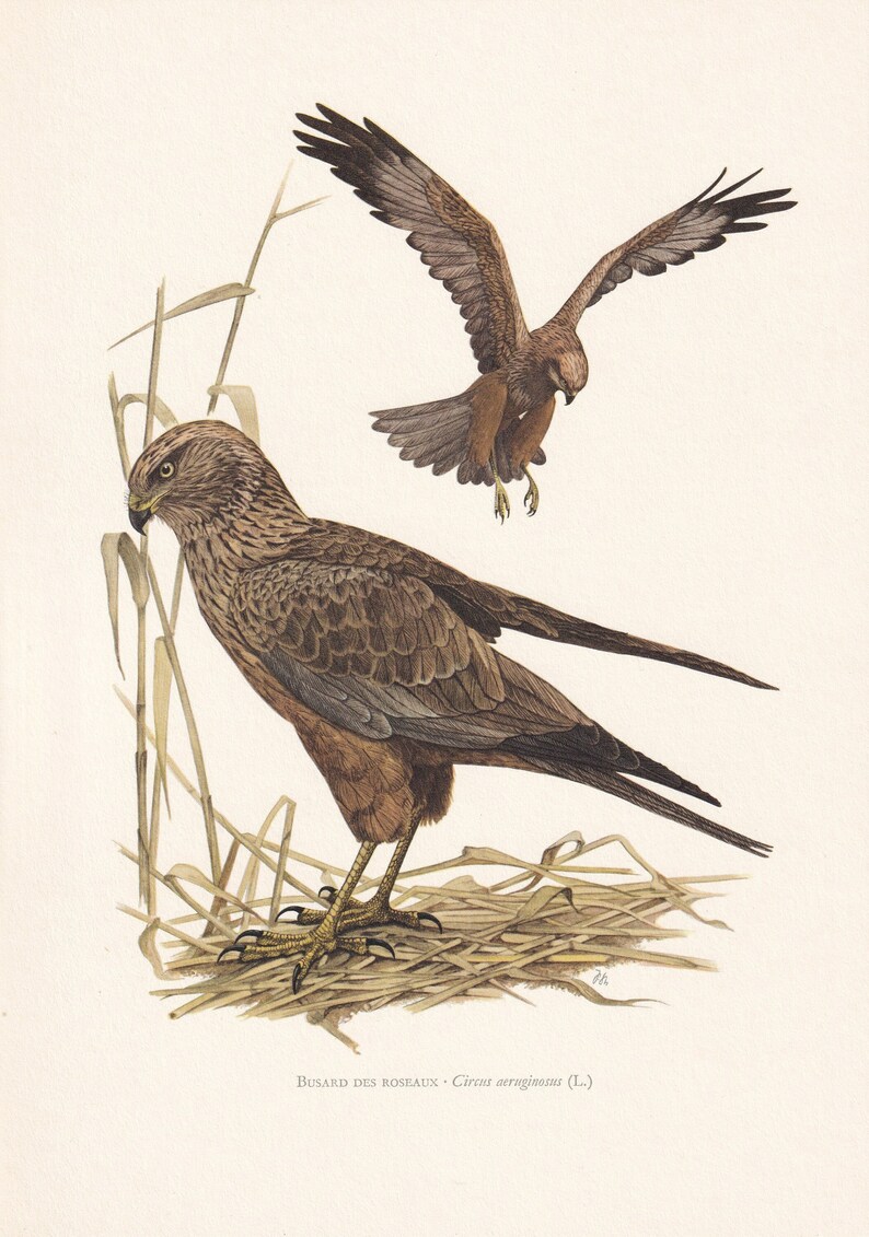1960 WESTERN MARSH HARRIER Bird Print - Vintage Bird Print - Bird ...