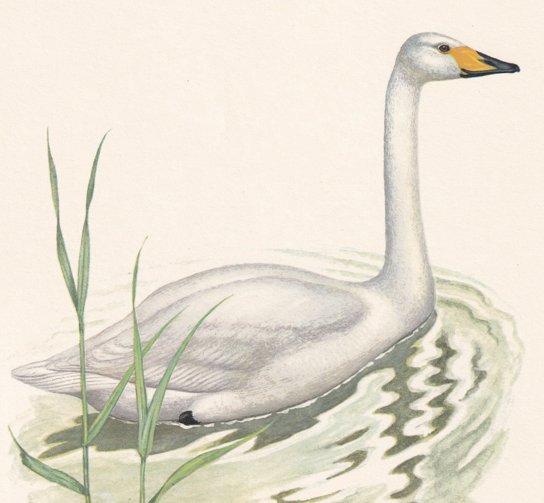 1960 WHOOPER SWAN Bird Print - Vintage Bird Print - Bird Illustration ...