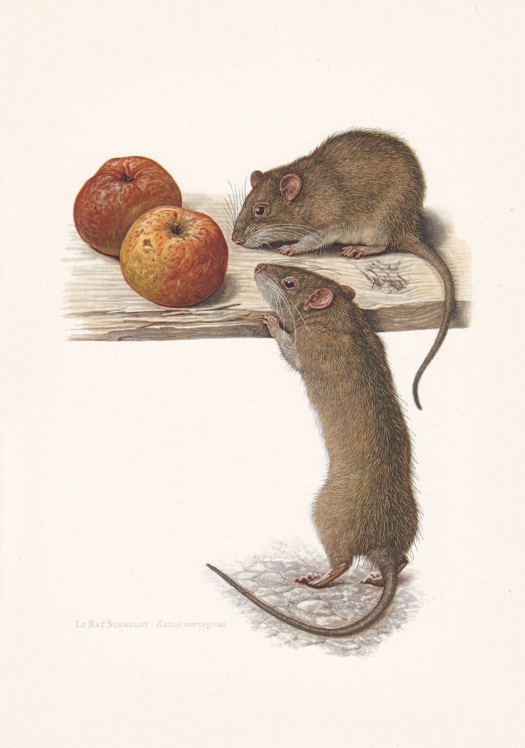 1960 BROWN RAT Print - Vintage Animal Print - Animal Illustration ...