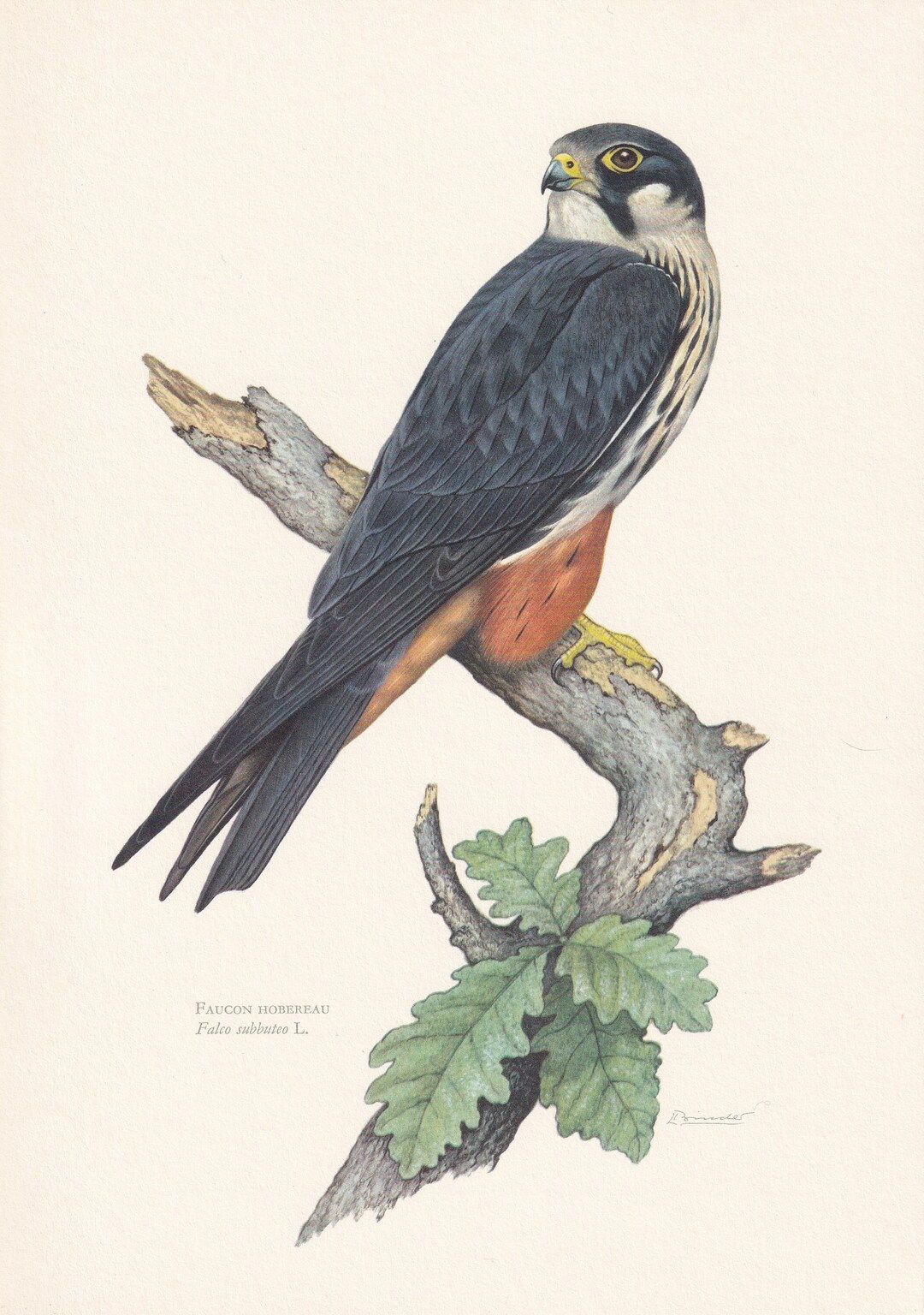 1960 HOBBY FALCON Bird Print Vintage Bird Print Bird Illustration Bird ...