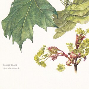 1960 NORWAY MAPLE Tree Print - Botanical Print - Botanical Illustration ...