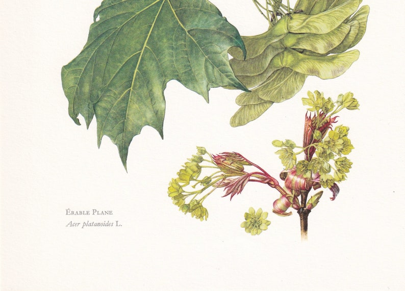 1960 NORWAY MAPLE Tree Print - Botanical Print - Botanical Illustration ...