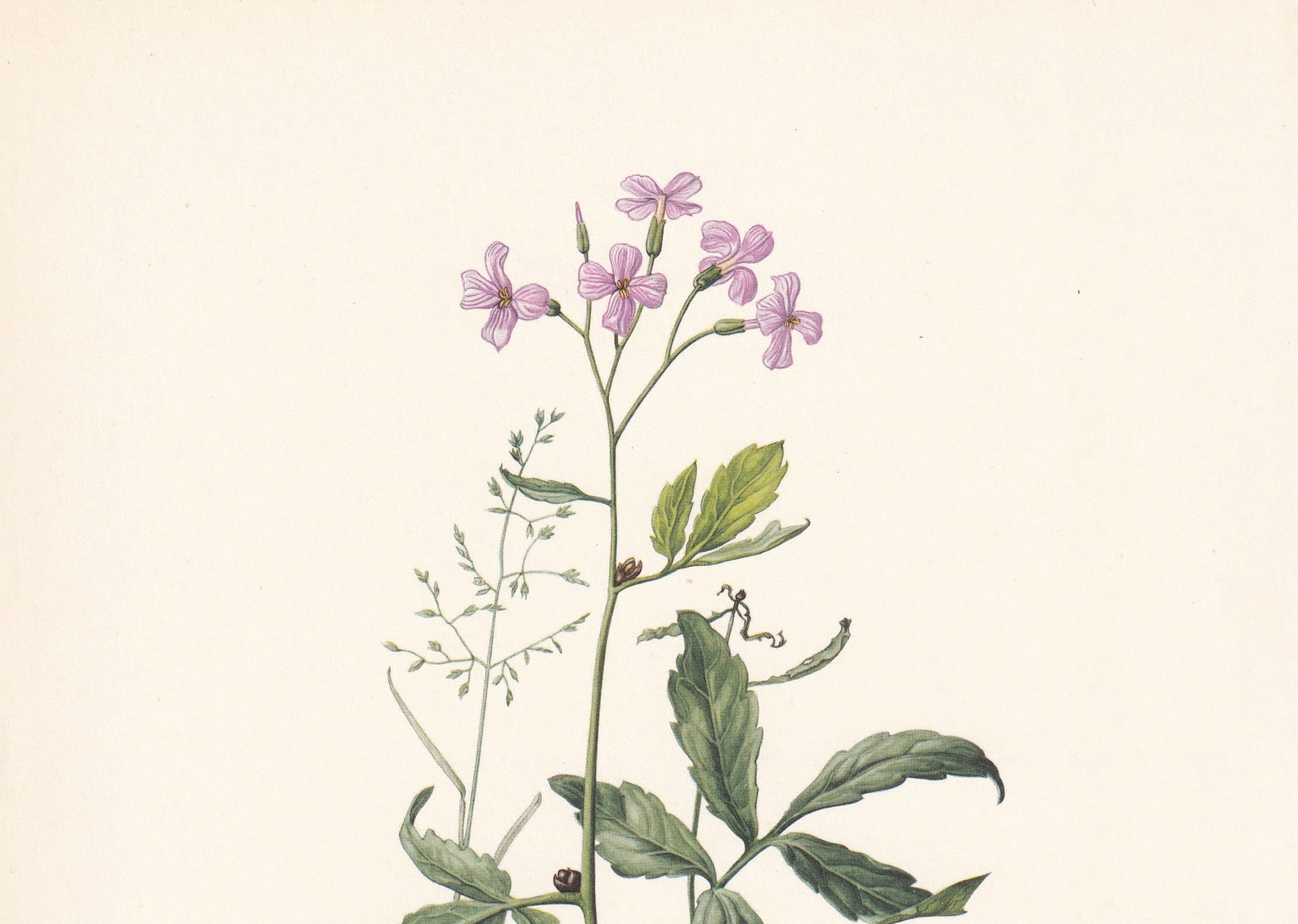 1960 CORAL ROOT Print - Botanical Print - Flower Print - Flower Wall ...