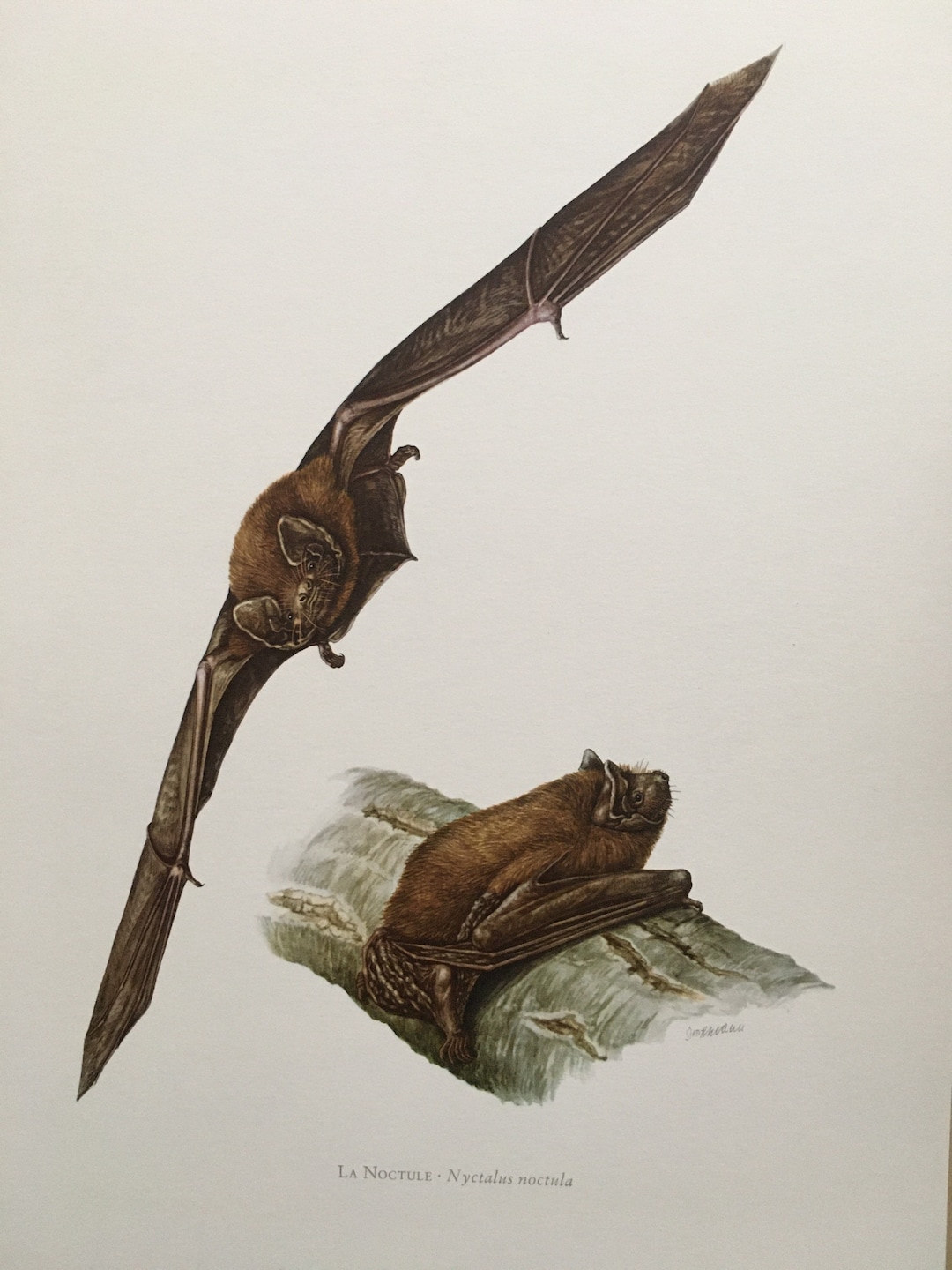 1960 COMMON NOCTULE BAT Print Vintage Zoology Print Wildlife ...