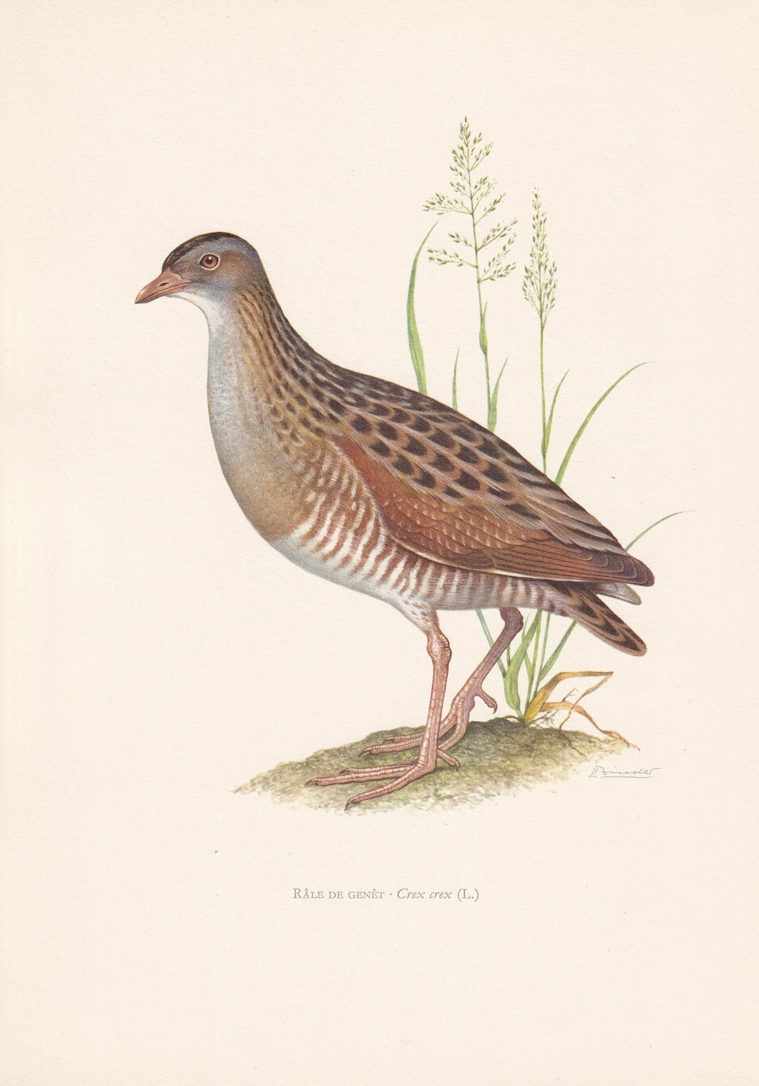1960 CORN CRAKE Bird Print - Vintage Bird Print - Bird Illustration ...