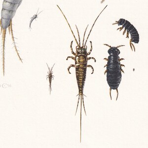 1960 SILVERFISH Print Vintage Insect Print Bugs Illustration Insect ...