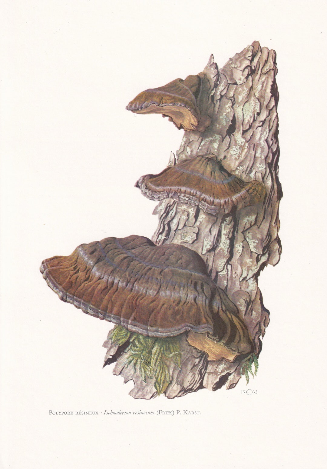 1960s RESINOUS POLYPORE MUSHROOM Print - Mushroom Wall Art ...
