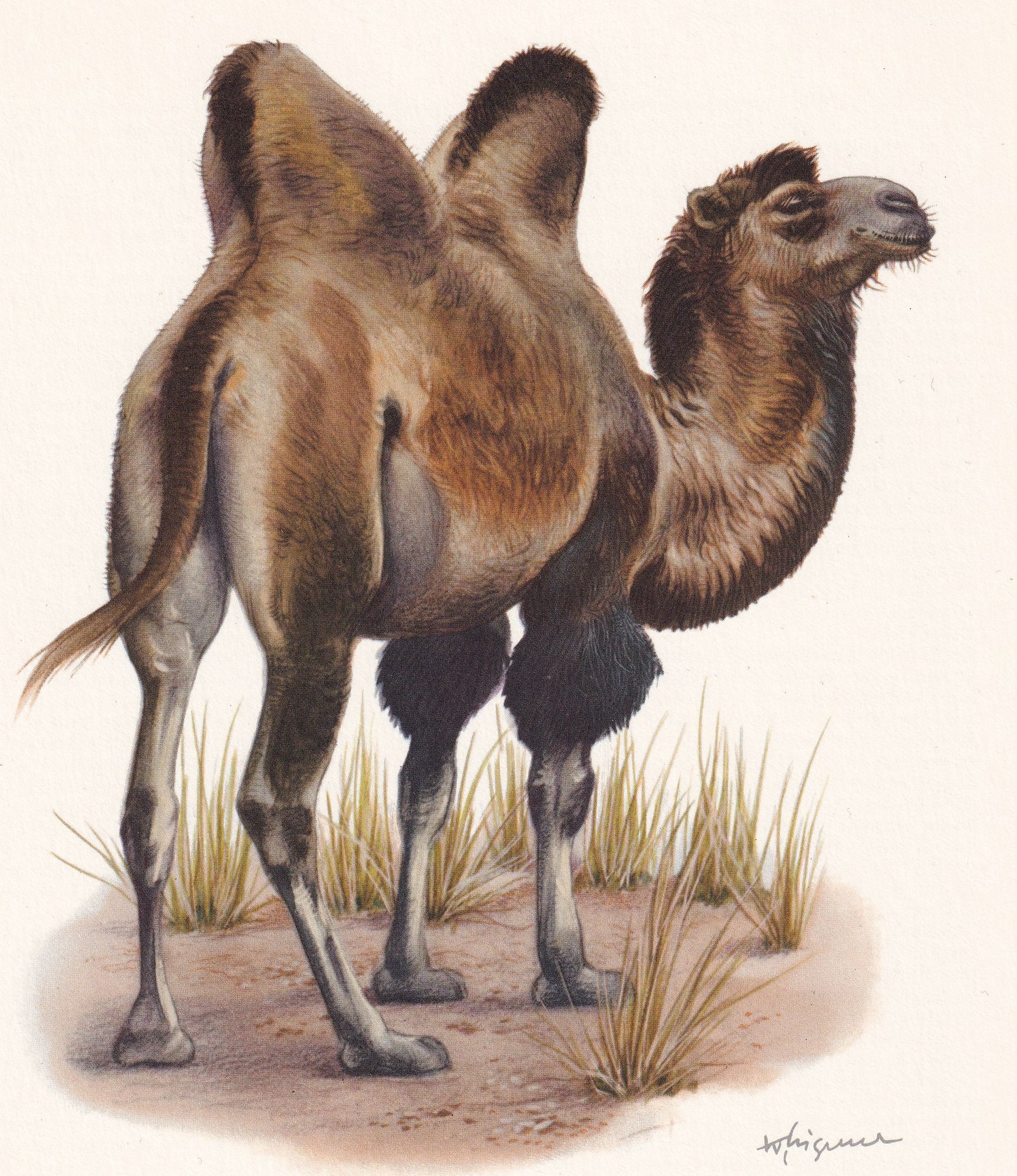 1960 BACTRIAN CAMEL Print - Vintage Animal Print - Animal Illustration ...