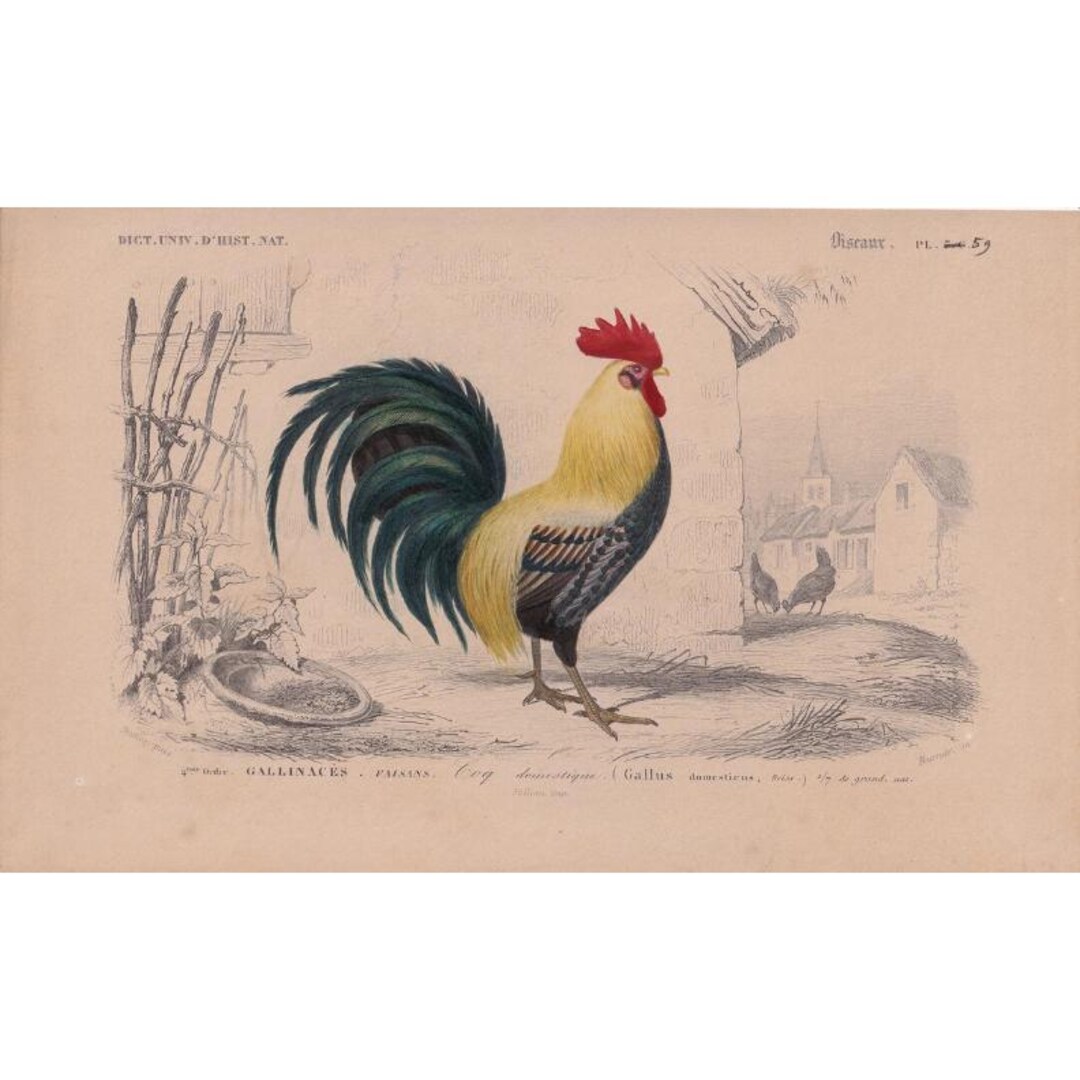 1861 ROOSTER COCKEREL CHICKEN Print - Hand-coloured Antique Print ...