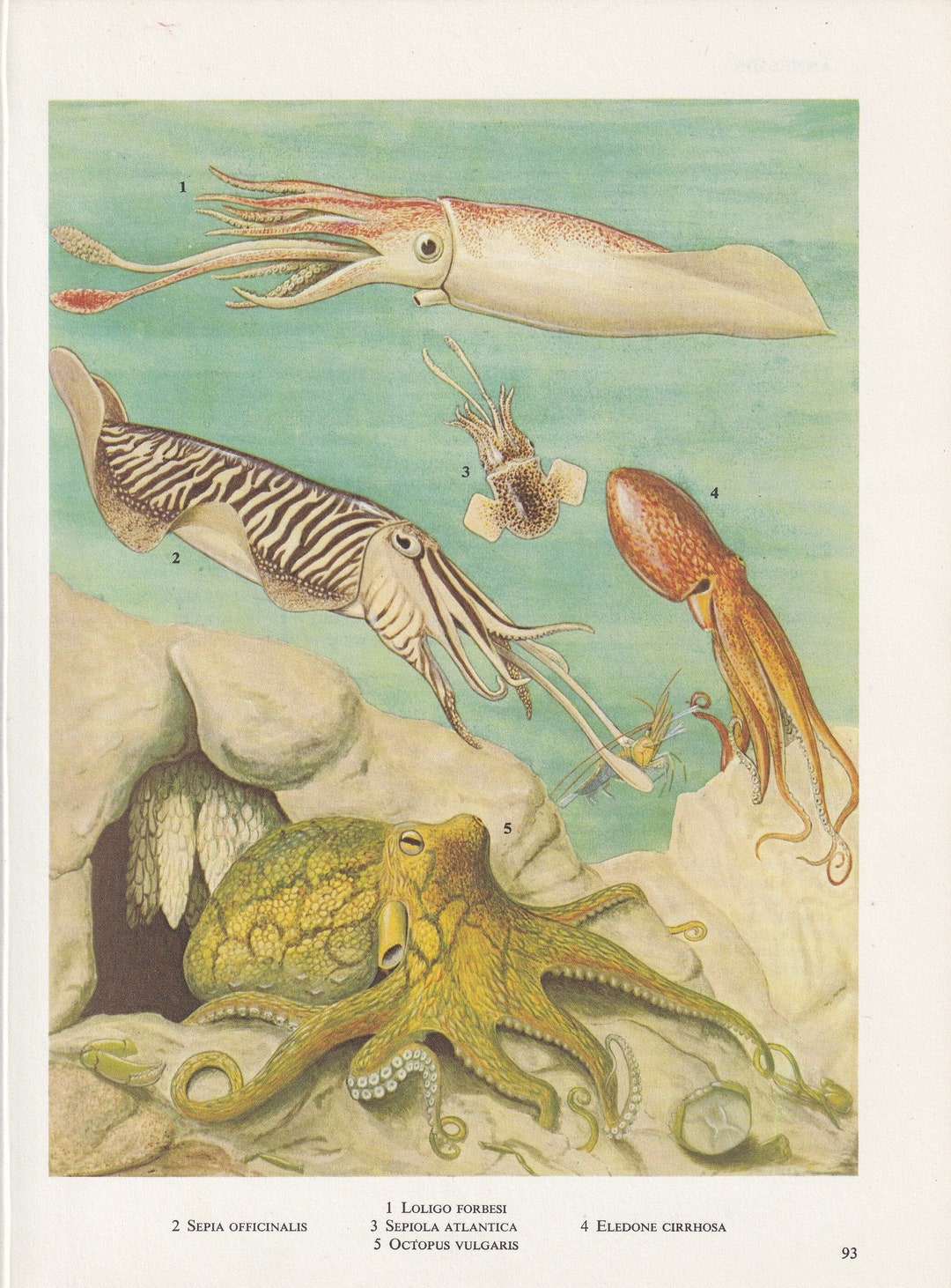 1971 SQUID, CUTTLEFISH, & OCTOPUS Print - Original Vintage Marine Print ...