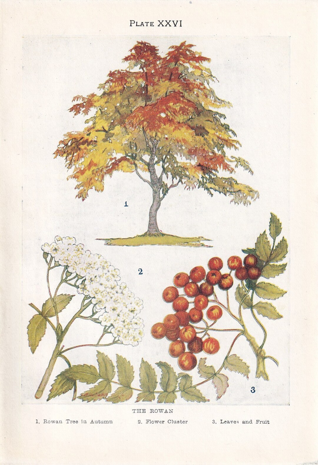 1910 ROWAN TREE Print - Original Antique Tree Print - Tree Wall Art ...