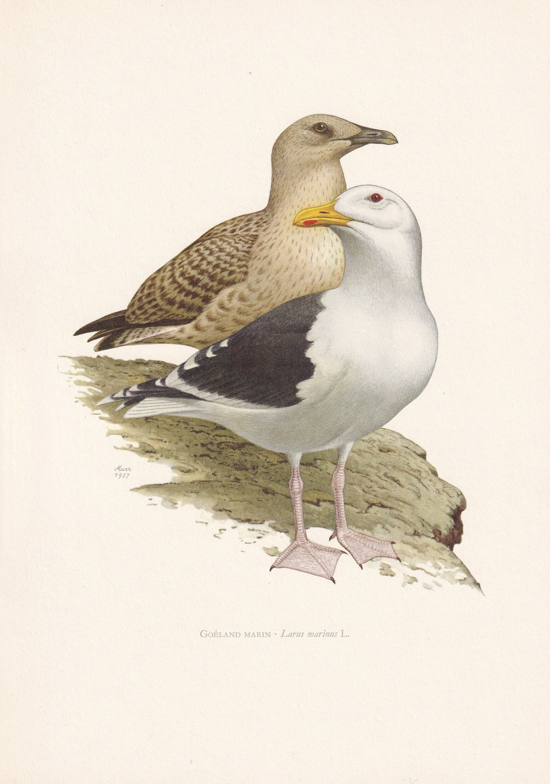 1960 BLACK-BACKED GULL Bird Print - Vintage Bird Print - Bird ...